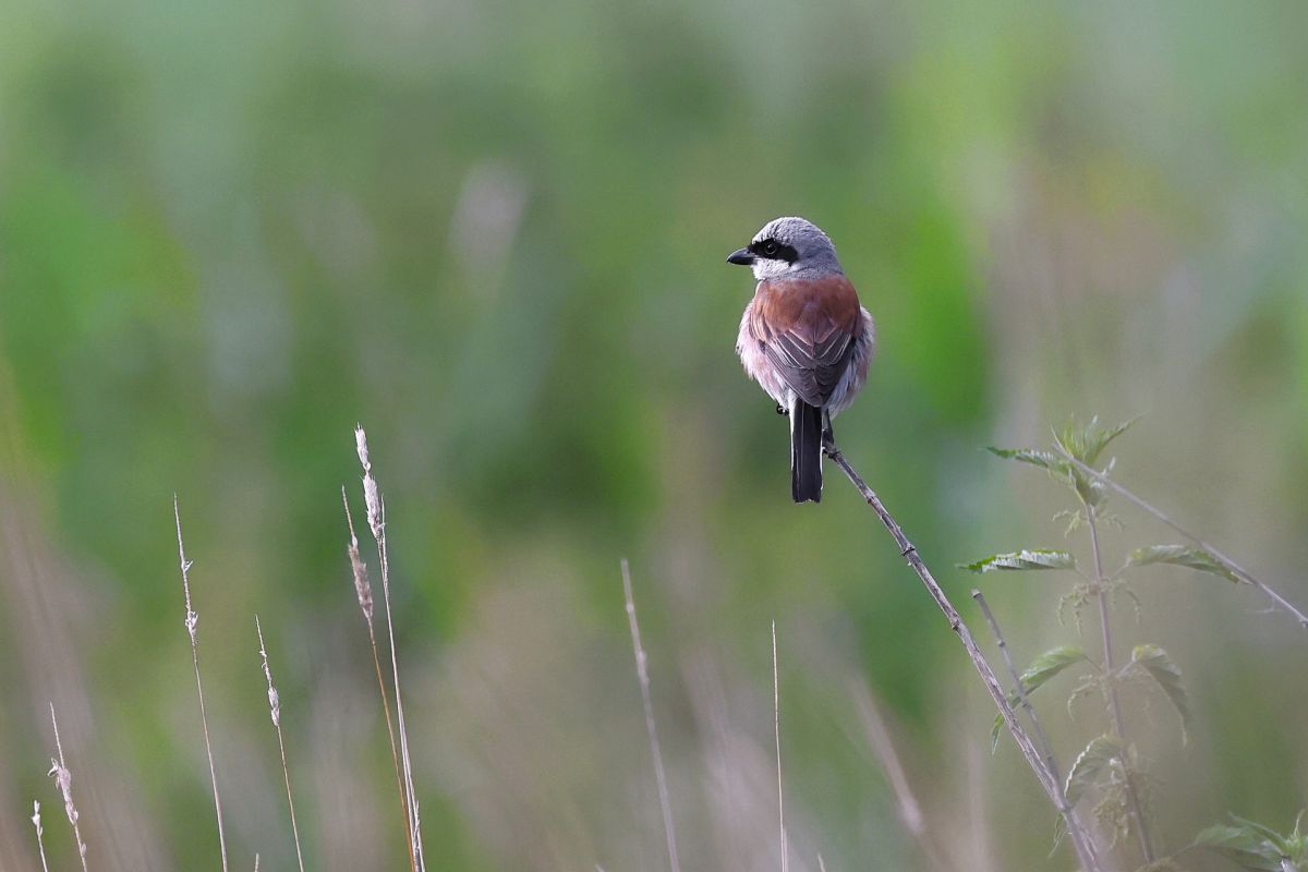 RED BACKED SHRIKE (Lanius collurio) - songbird factfile